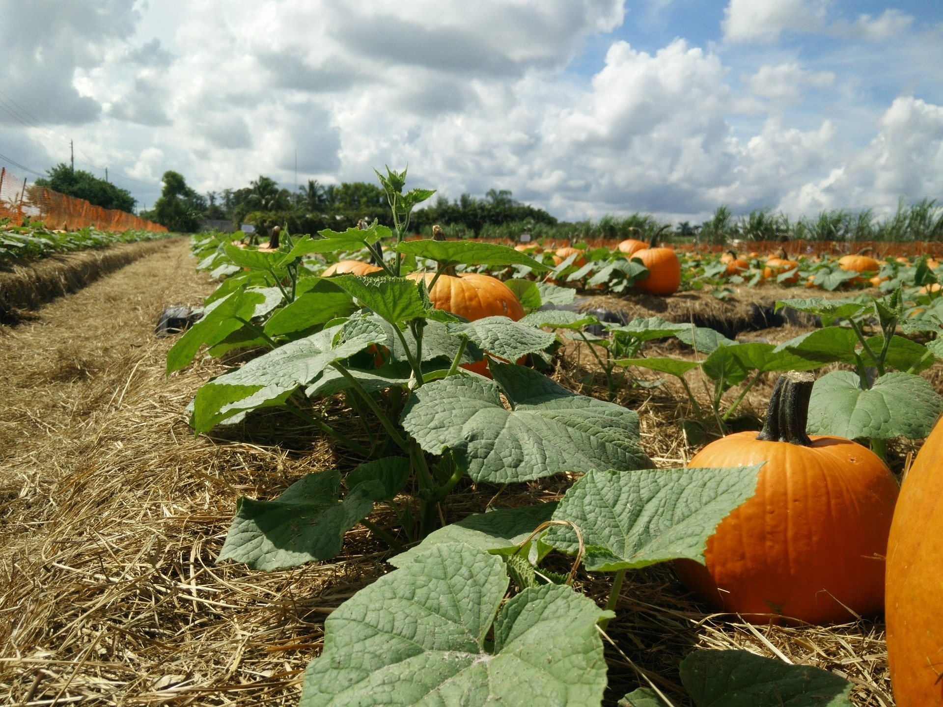 Land of Pumpkins: Illinois is the Top Pumpkin Producing State in the ...